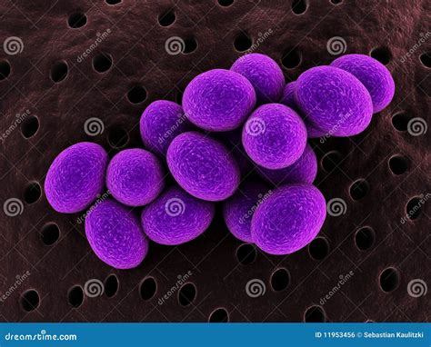 Staphylococcus Royalty Free Stock Image Image 11953456