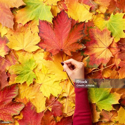소녀의 손에 단풍 잎 추상적 인 가을 배경입니다 광고를 위한 공간을 복사합니다 화창한 날 따뜻한 날씨 가을 컨셉 맨 위 보기 배너 10월에 대한 스톡 사진 및 기타 이미지