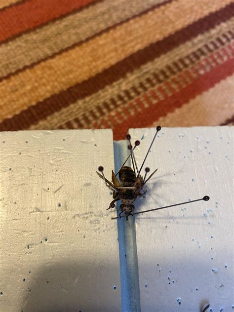 Bug Pinning Rentomology