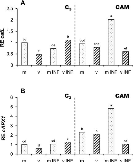 Relative Expression Re Of Photosynthetic Genes Namely Large Rubisco