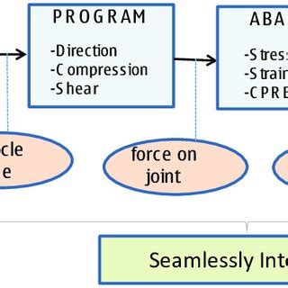 Ankle And Knee Joint Muscle Analysis Download Scientific Diagram
