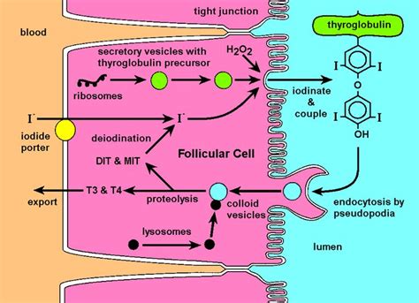 Pin On Thyroid