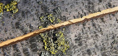 Mossy Tree Bark Texture With Cracks And Green Foliage Photo Background And Picture For Free