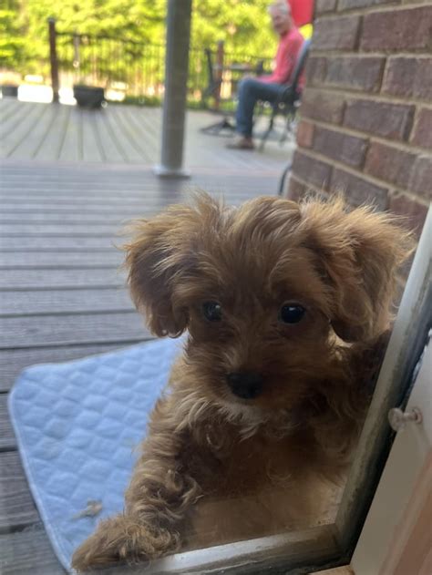 My 12 Week Old Cavapoo Her Name Is Belle She Is Perfect R Cavapoos
