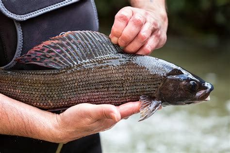 Äsche • Anglerverband Niedersachsen Ev