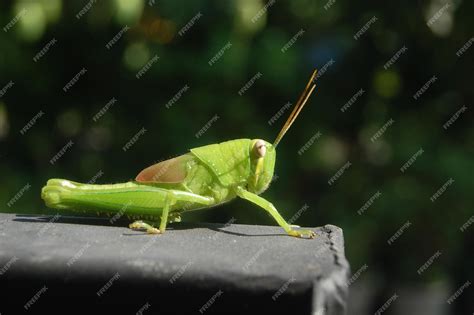 Premium Photo Green Grasshopper On The Fence