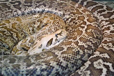 The Tiger Python Latin Python Molurus Is A Large Non Venomous Snake