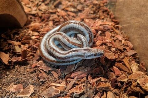 The Expert Rosy Boa Care Sheet Diet Habitat And More For Beginners