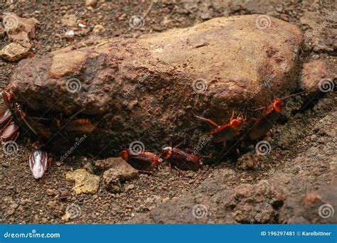 Top View Of Cockroach On Wall Texture Royalty Free Stock Image