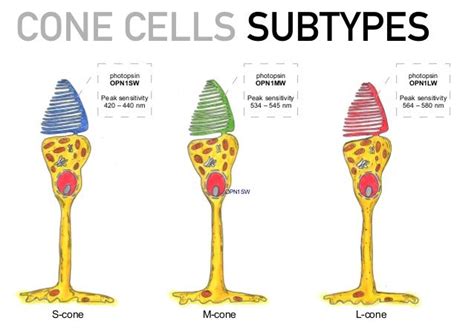 Cone Cell Diagram