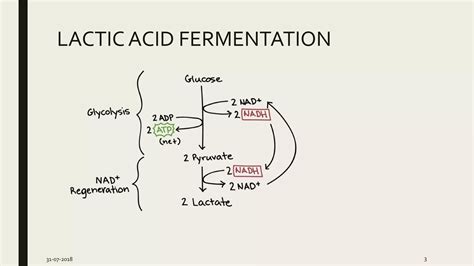 Fermentation Of Cellulose To Ethanol Ppt