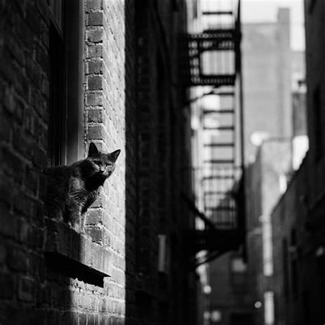 Free Urban Feline Survivor Image Cat Feline Urban Download At