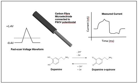 Choosing A Stimulator For Fast Scan Cyclic Voltammetry Fscv Digitimer