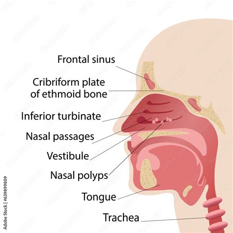 Longitudinal Section Of The Diagram Of The Anatomy Of The Human Nose