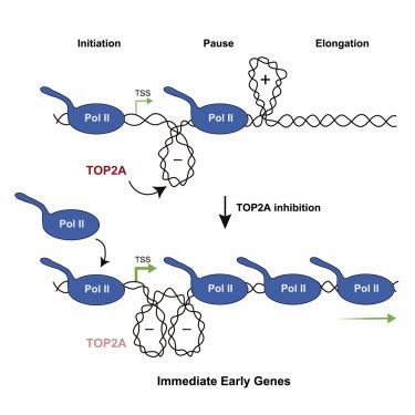 Topoisomerase Iiα Represses Transcription By Enforcing Promoter