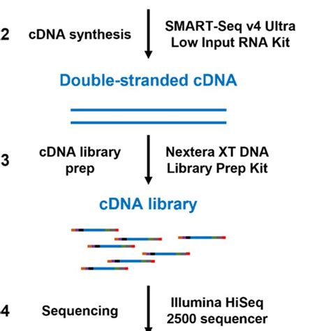 Scheme Of The Single Worm Rna Seq Workflow The Workflow Includes Five Download Scientific