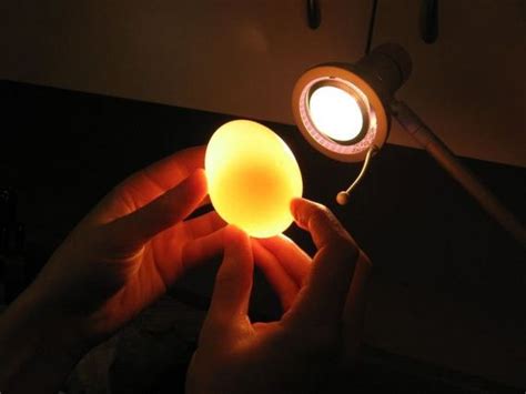 Naked Egg Experiment Egg Vs Vinegar Barnorama