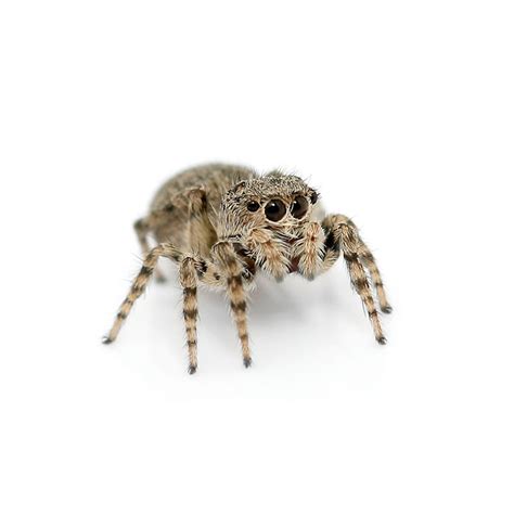 ヒトリコゲチャハエトリグモ メス Wc個体 1匹 チャーム