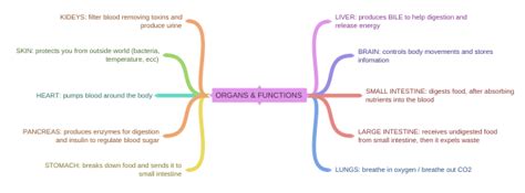 Organs And Functions Coggle Diagram