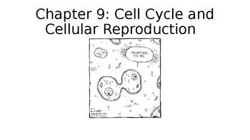 AP Chapter Cell Cycle And Cellular Reproduction PowerPoint
