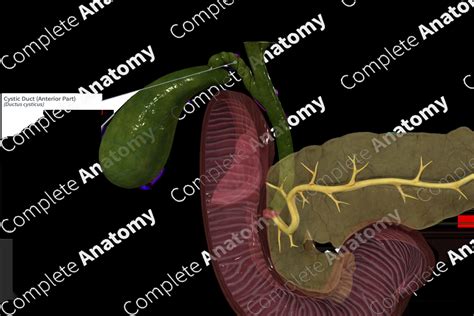 Cystic Duct Anterior Part Complete Anatomy