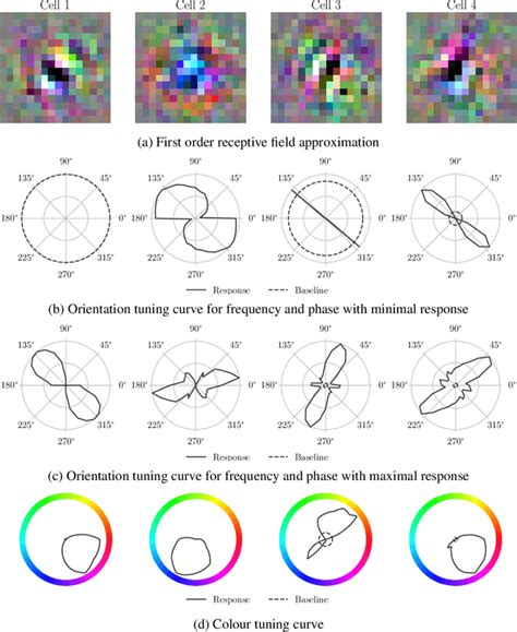 How Convolutional Neural Network Architecture Biases Learned Opponency
