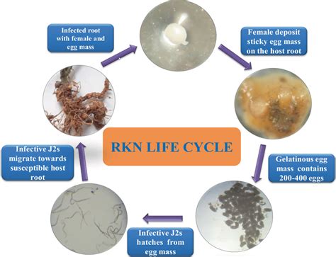 Life Cycle Of Root Knot Nematode Download Scientific Diagram