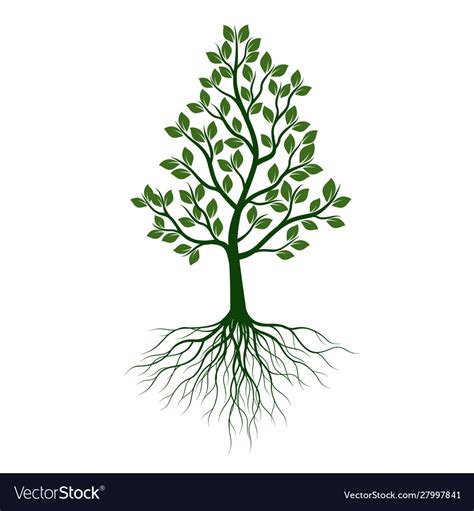 Green Tree With Leaves And Roots Outline Vector Image