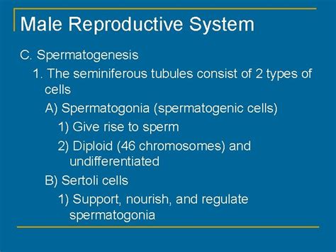Male Reproductive System A Functions 1 Spermatogenesis Production
