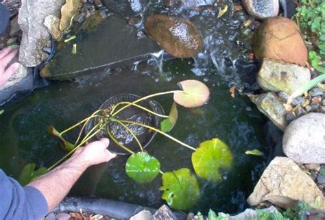 How To Winter Winterize Your Water Feature Gertens Garden Center