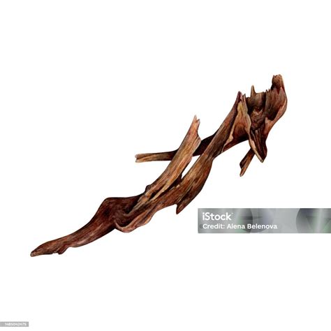 수채화는 흰색 배경에 거대한 회갈색 바닥을 그렸습니다 그림 스티커 로고 배경을 위한 수중 격리된 그림 나뭇가지에 대한 스톡 벡터