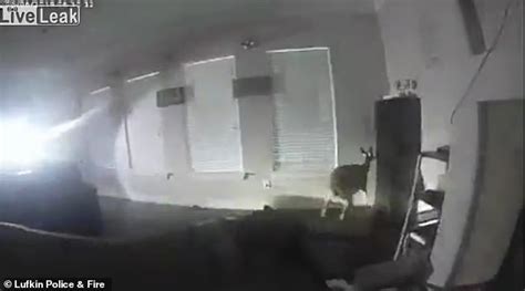 Deer Freaks Out After Breaking Into Texas Home As Police Try To Remove