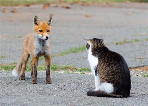 Cat Fox