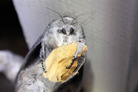 Giant Moth Face
