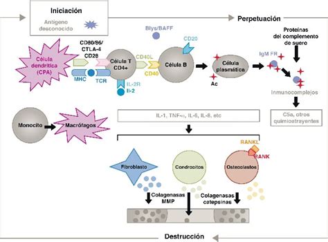 Diagrama De Fisiopatologia Da Artrite Reumatoide