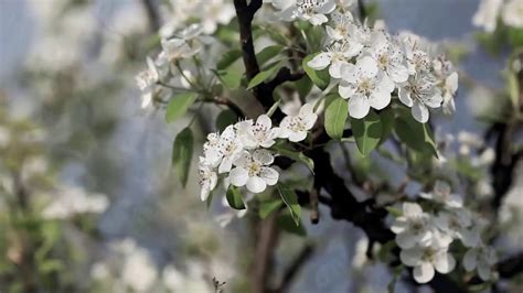 မောင်ပေးတဲ့အချစ်ပြန်ဆပ်ခဲ့ပါ စိုင်းဆိုင်မောဝ် Youtube