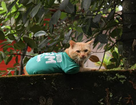 Cat Got Drip Rindianteenagers