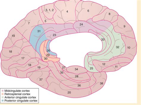 Ch 8 Cingulate Cortex And Insular Cortex Pt 5 And 6 Flashcards Quizlet