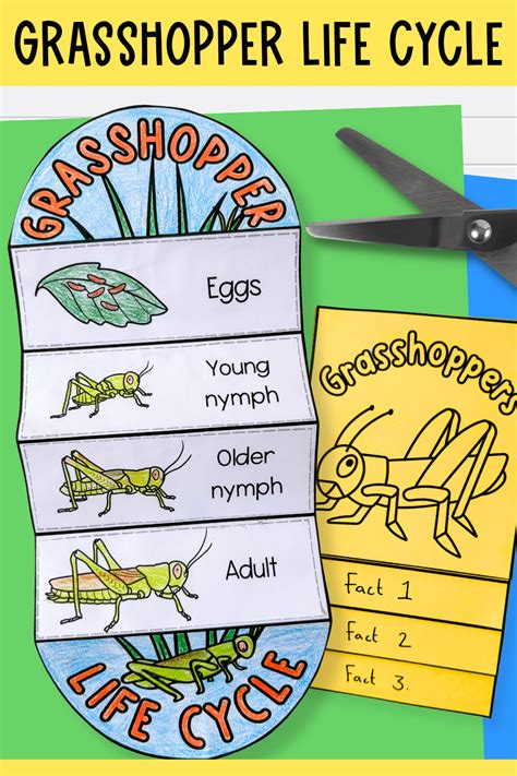 Life Cycle Activities Artofit