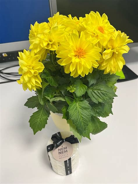 Beautiful Surprise This Morning At The Office 💐 Happy International