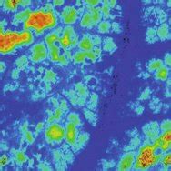 Analysis Of Chlorophyll Fluorescence Parameters In Wild Type Wt And