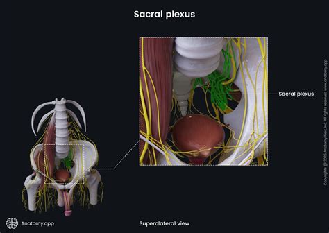 Sacral Plexus Anatomyapp
