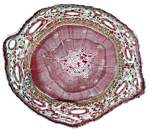 23 Tree Cross Sections Ideas Microscopic Photography Patterns In