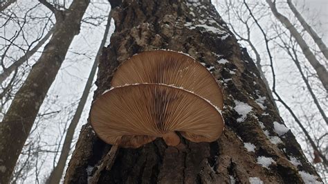 Грибов в лесу полно ВЕШЕНКИ ОПЯТА И РЯДОВКИ Грибы 2020 Youtube