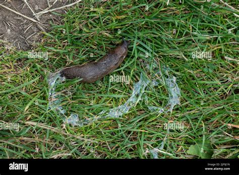 Slug Trail