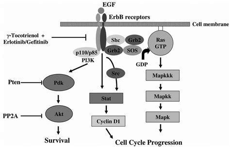 Signaling Pathways Activated By Erbb Receptors Activation Of Erbb Download Scientific Diagram