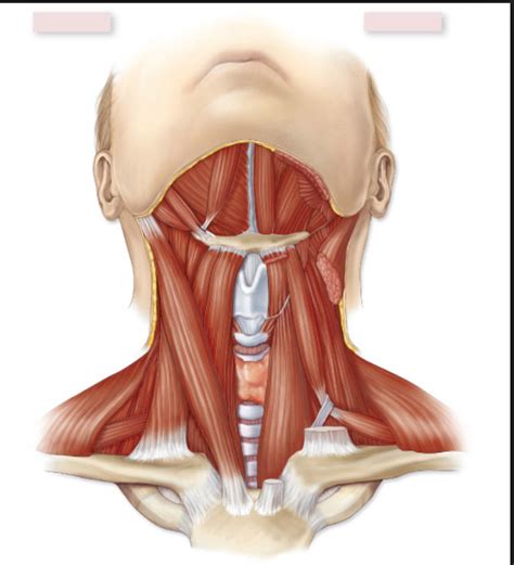 Week 7 Anatomy 3 Muscles Of The Neck Diagram Quizlet