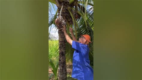 Pé De Coco 🥥 Youtube