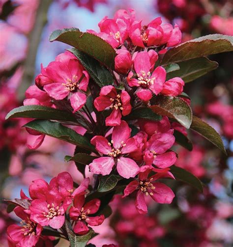 Raspberry Spear® Crabapple Johnsons Nursery Kb