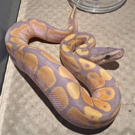 Tornado X Microscale Coral Glow Ball Pythons Morphmarket Reptile